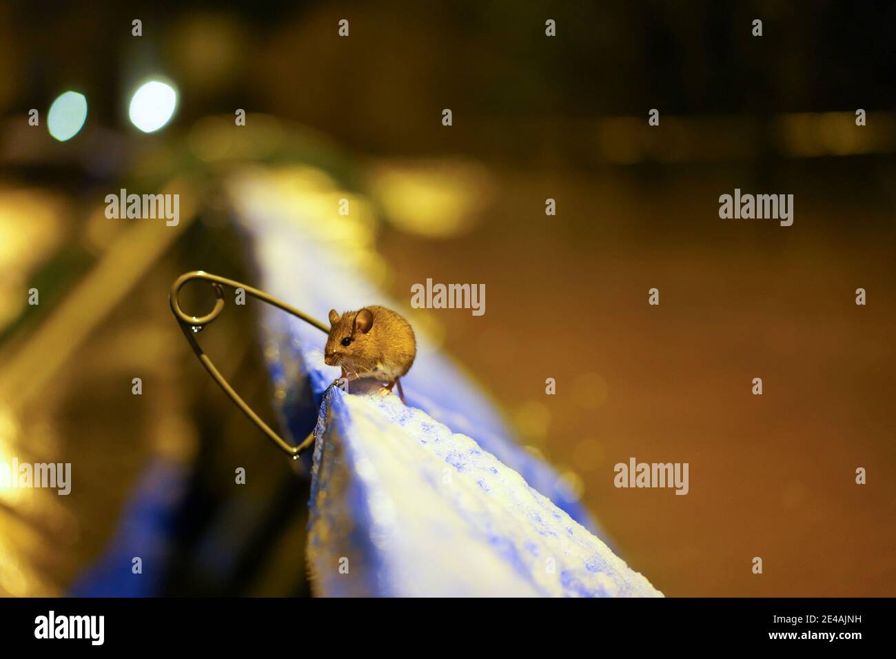 Falling mouse hi-res stock photography and images - Alamy