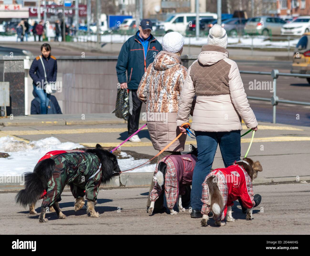 Moscow, Russia - Apr 04. 2017. Two women lead four dogs around city on ...