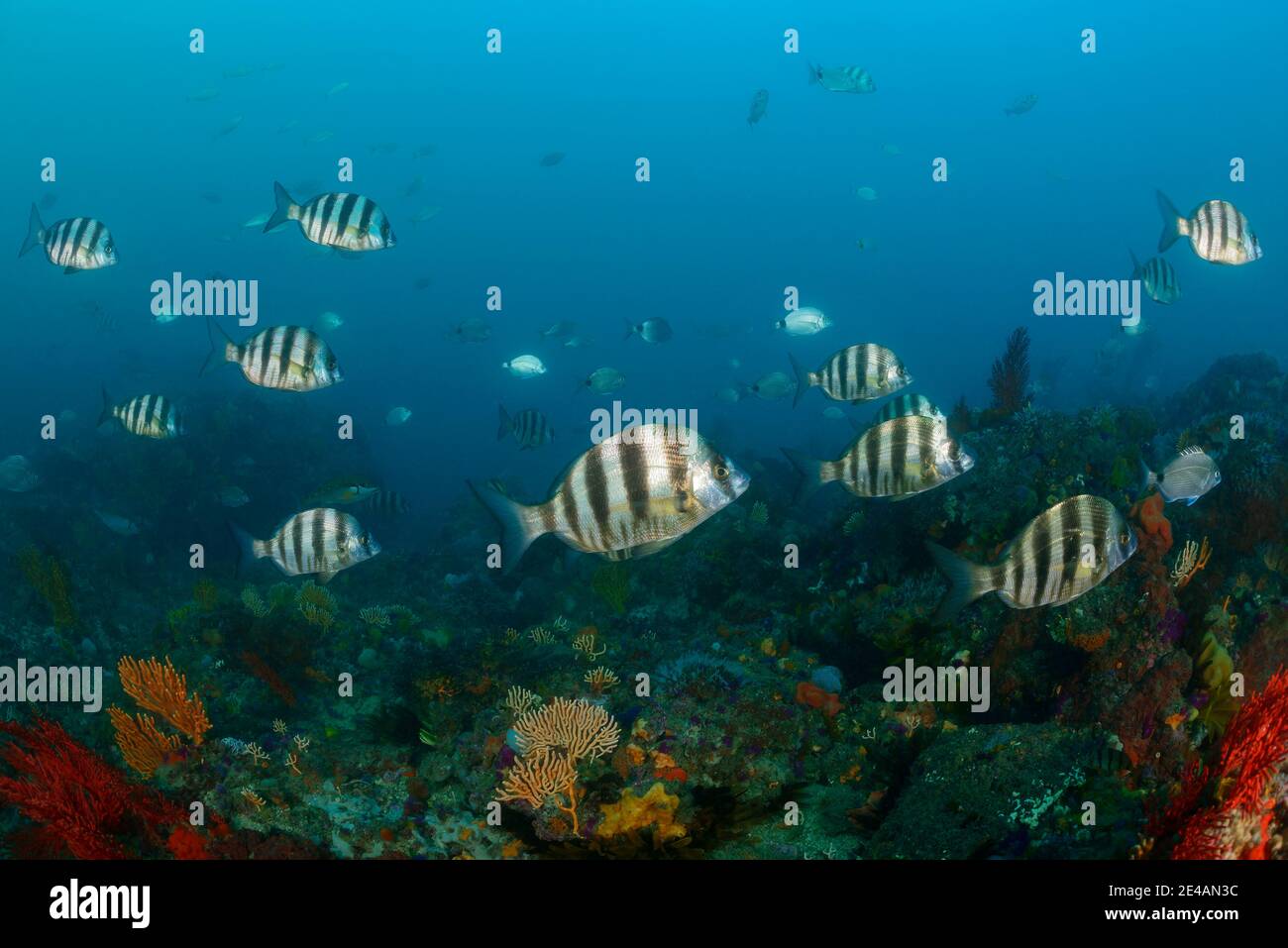 Zebra mace or five-banded bream (Diplodus hottentotus, Diplodus ...