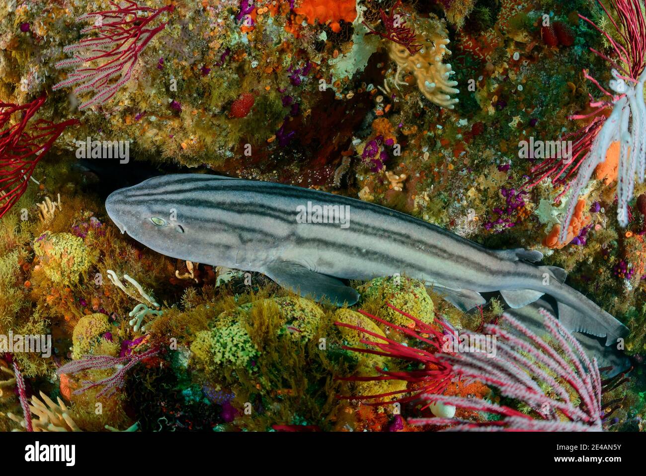 Indian ocean marine life hi-res stock photography and images - Alamy