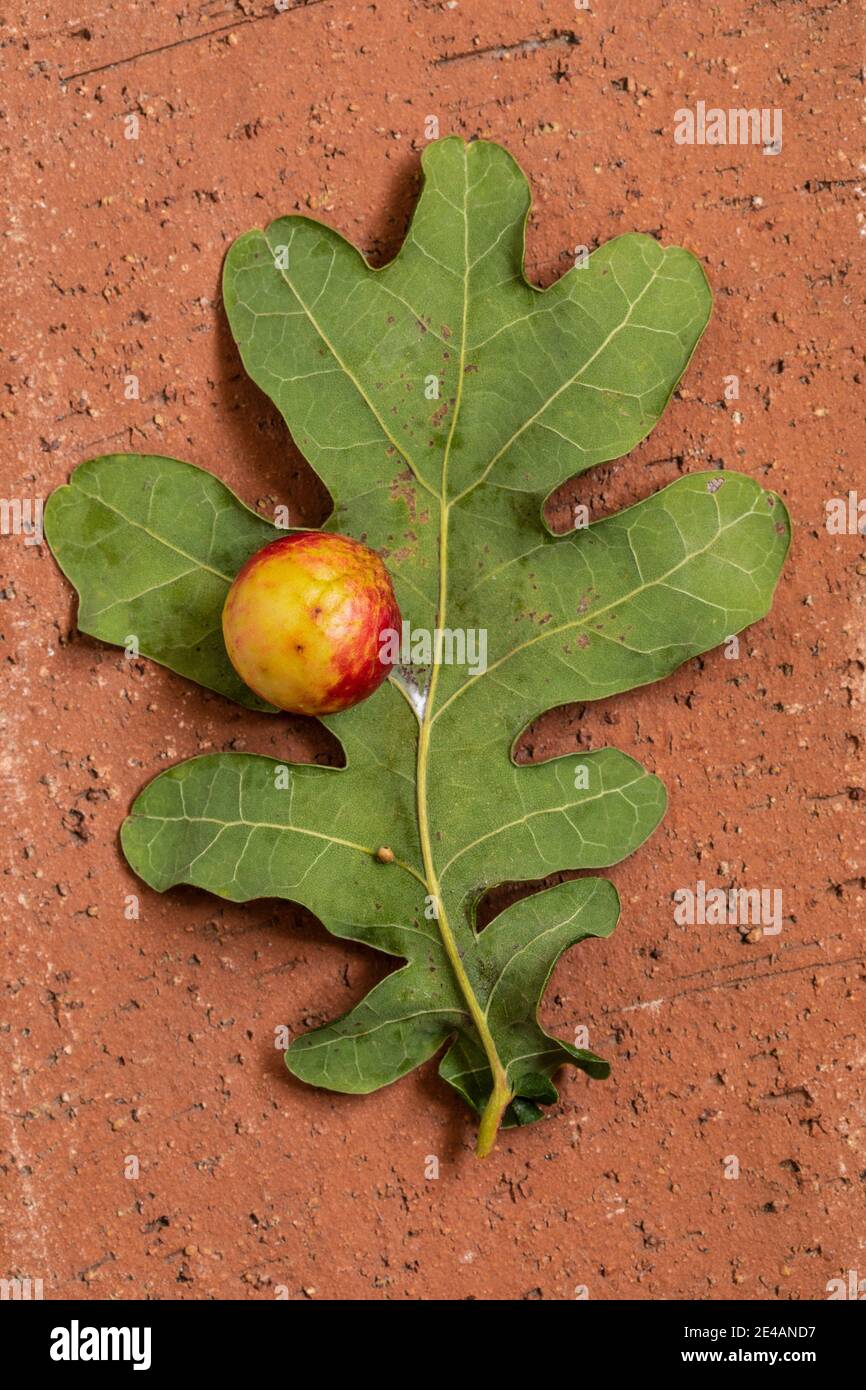 Common oak gall apple (Cynips quercusfolii), still life Stock Photo - Alamy