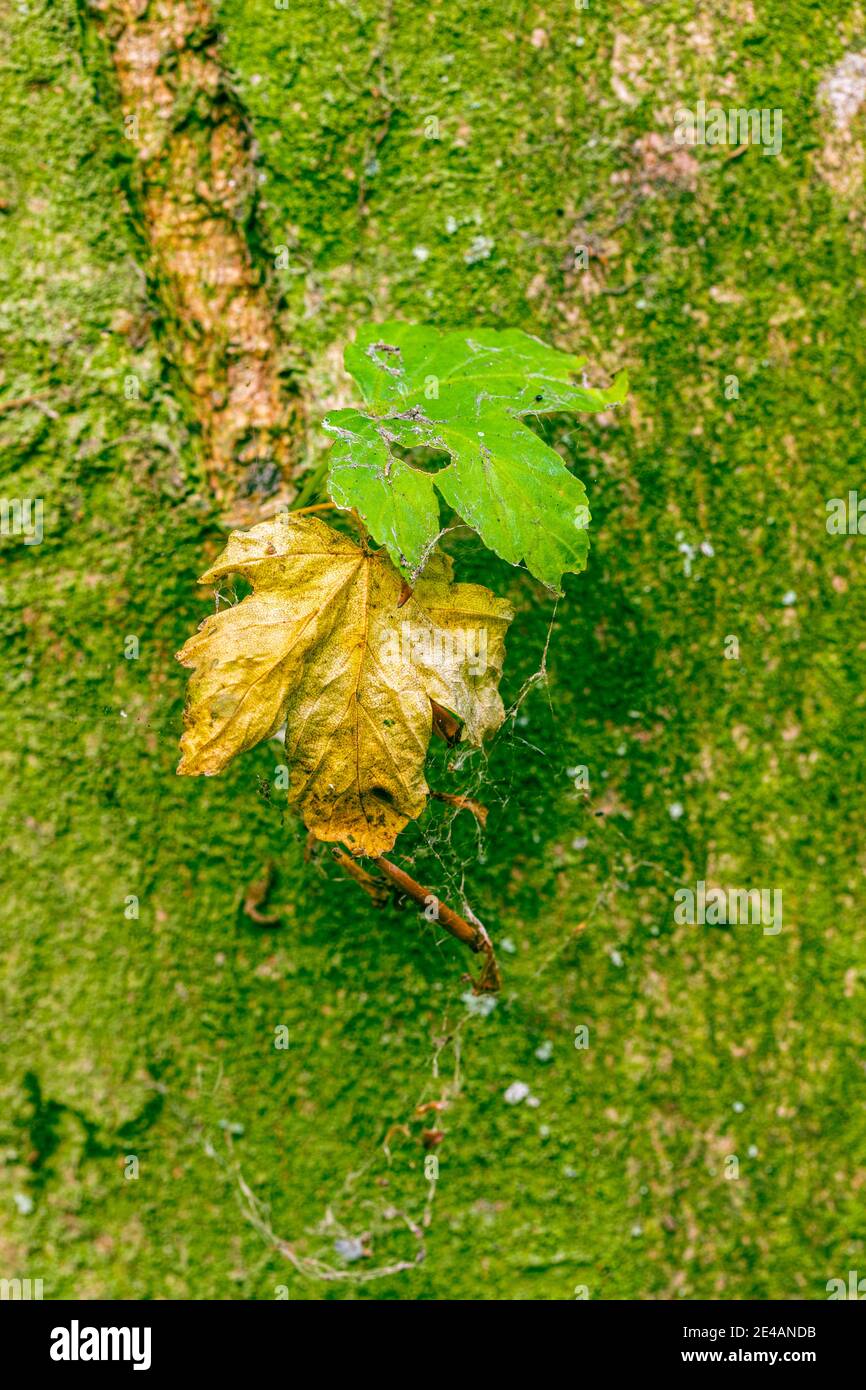 Beautiful contrast hi-res stock photography and images - Alamy