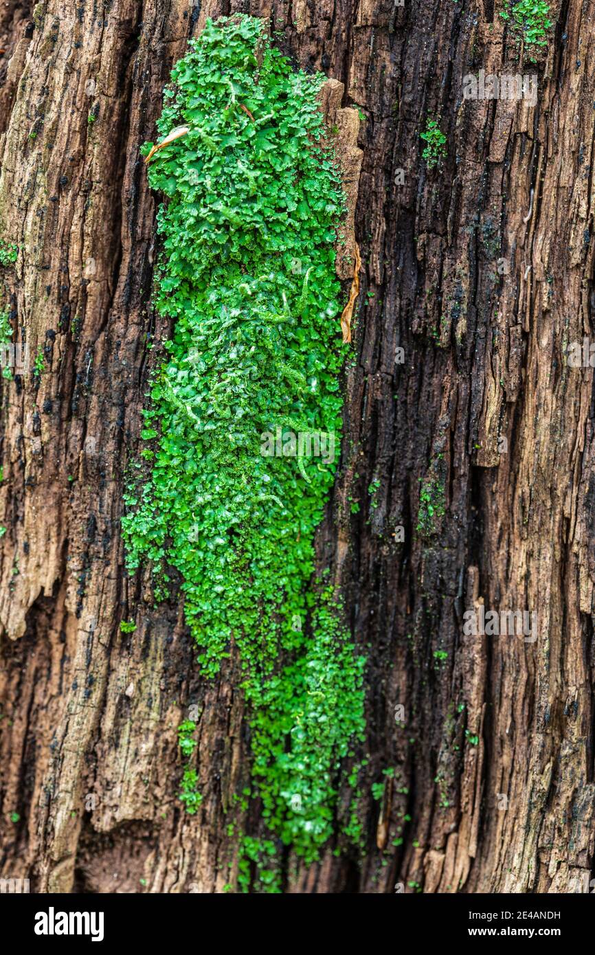 Lichen on the tree hi-res stock photography and images - Alamy
