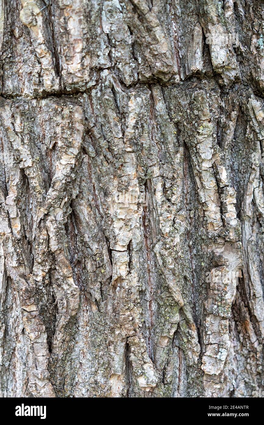 Natural background with tree bark texture. For design and network Stock ...