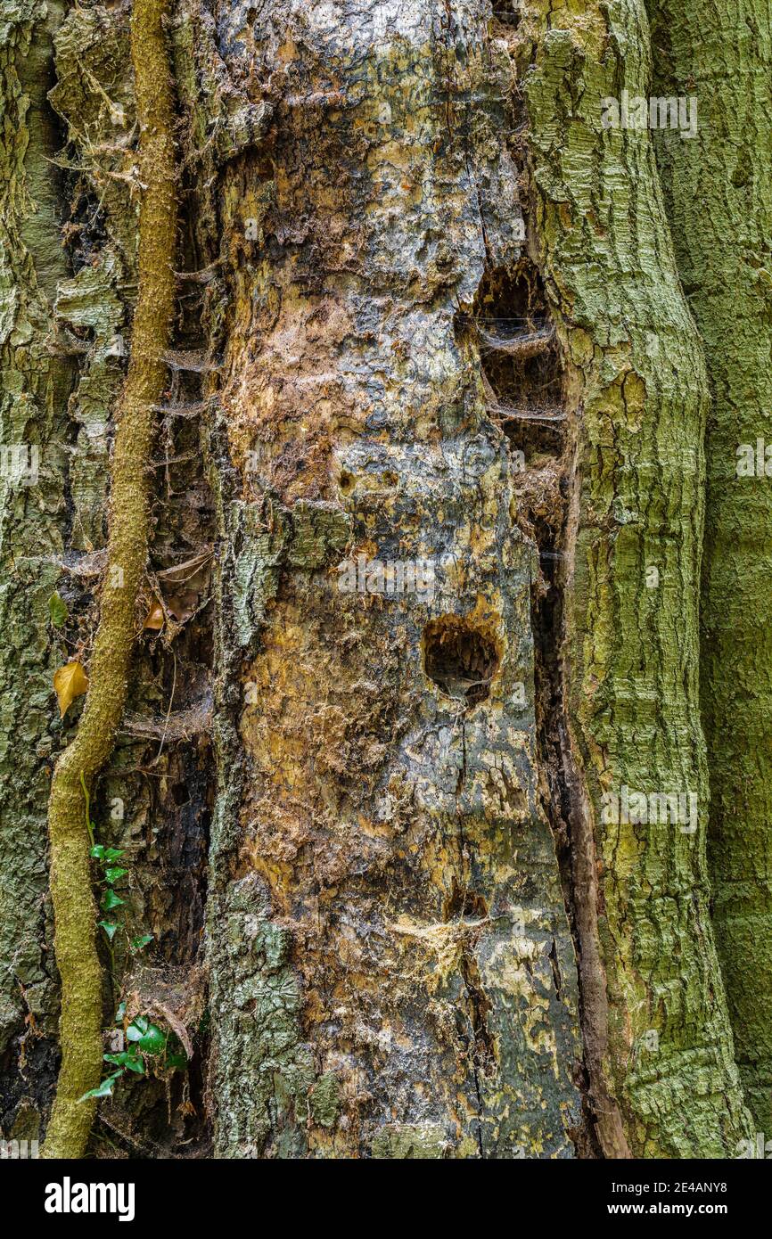 Tree overgrown with common ivy Stock Photo - Alamy