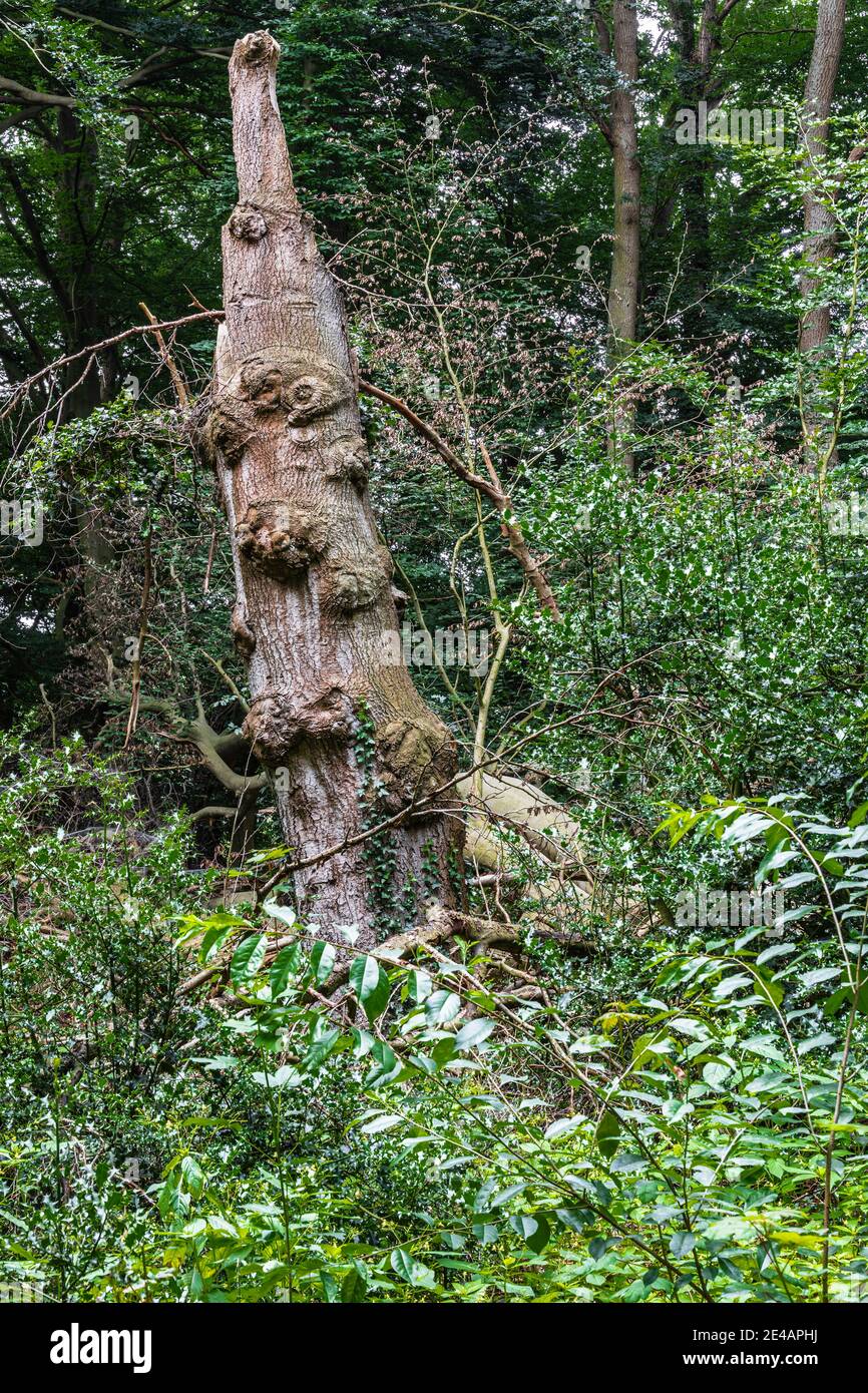 Beech tree damage hi-res stock photography and images - Alamy