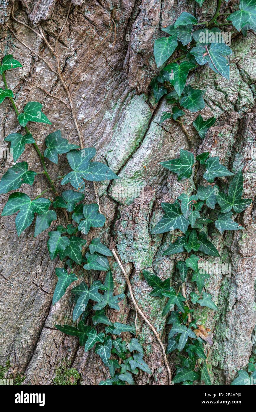 Tree overgrown with common ivy Stock Photo - Alamy