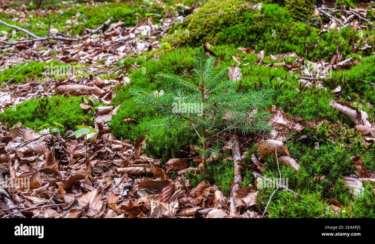 Young Scots Pine, Pinus sylvestris, close-up Stock Photo - Alamy