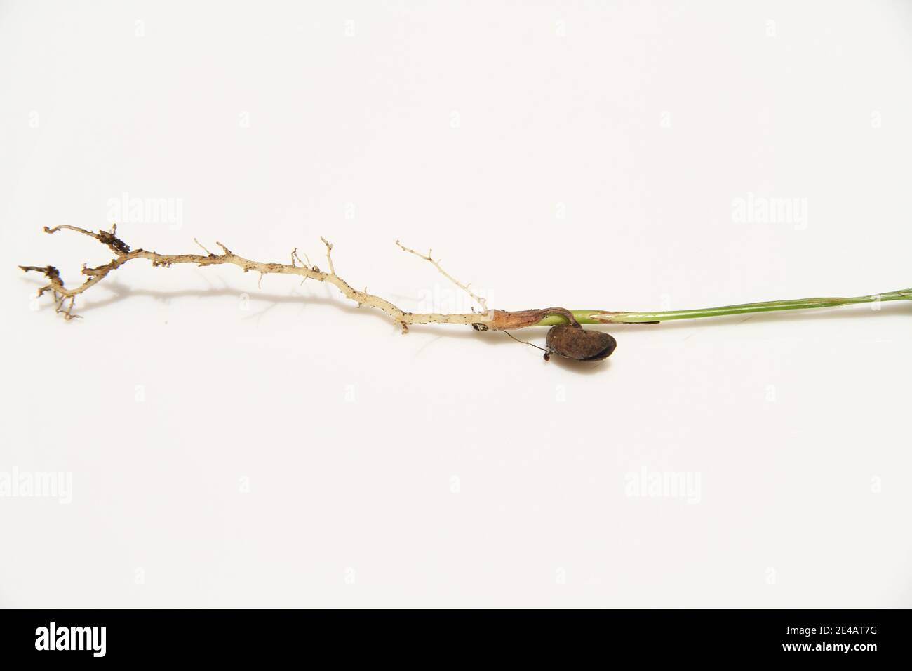 Phoenix seed in white background, São Paulo, Brazil Stock Photo - Alamy