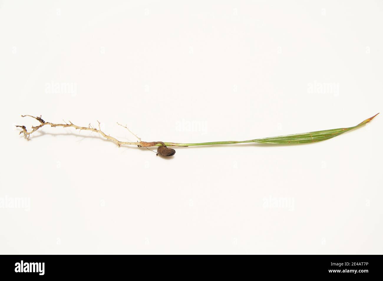 Phoenix seed in white background, São Paulo, Brazil Stock Photo - Alamy