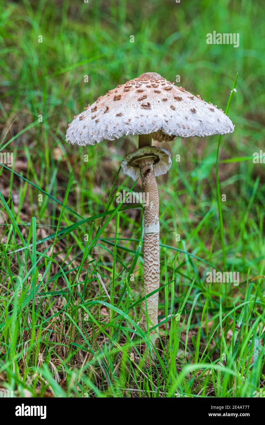 Common saffron umbrella or saffron giant umbrella mushroom ...