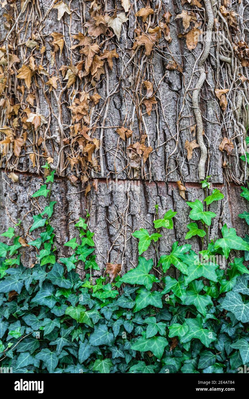 Tree overgrown with common ivy Stock Photo - Alamy