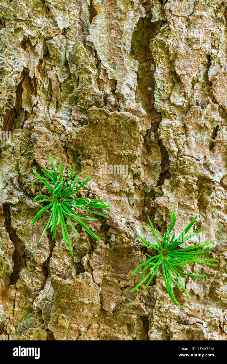 Larch shoots hi-res stock photography and images - Alamy