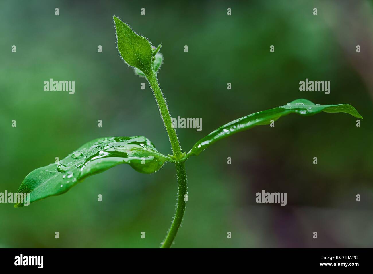 Wispy leaves hi-res stock photography and images - Alamy