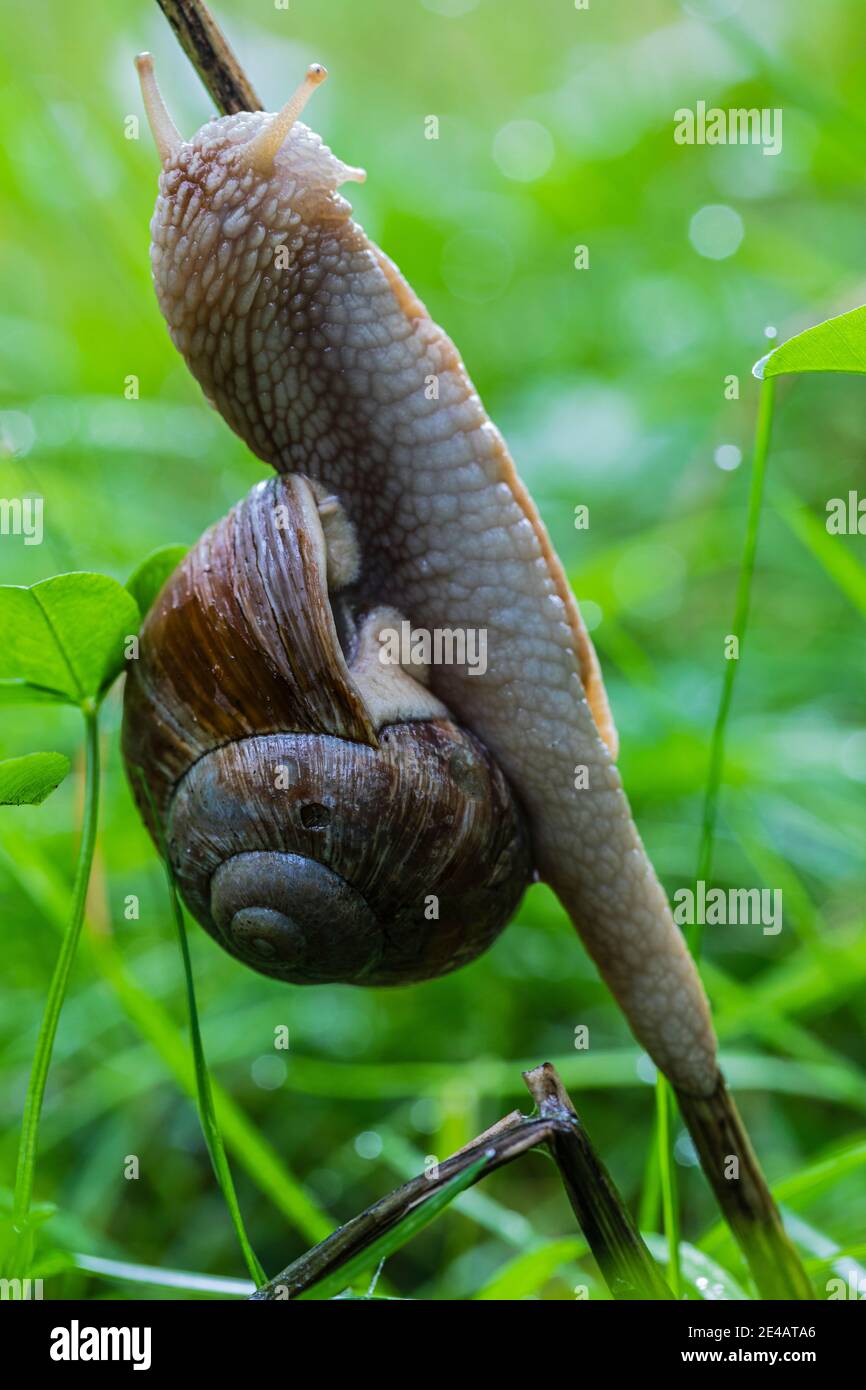 Roman snail (Helix pomatia Stock Photo - Alamy