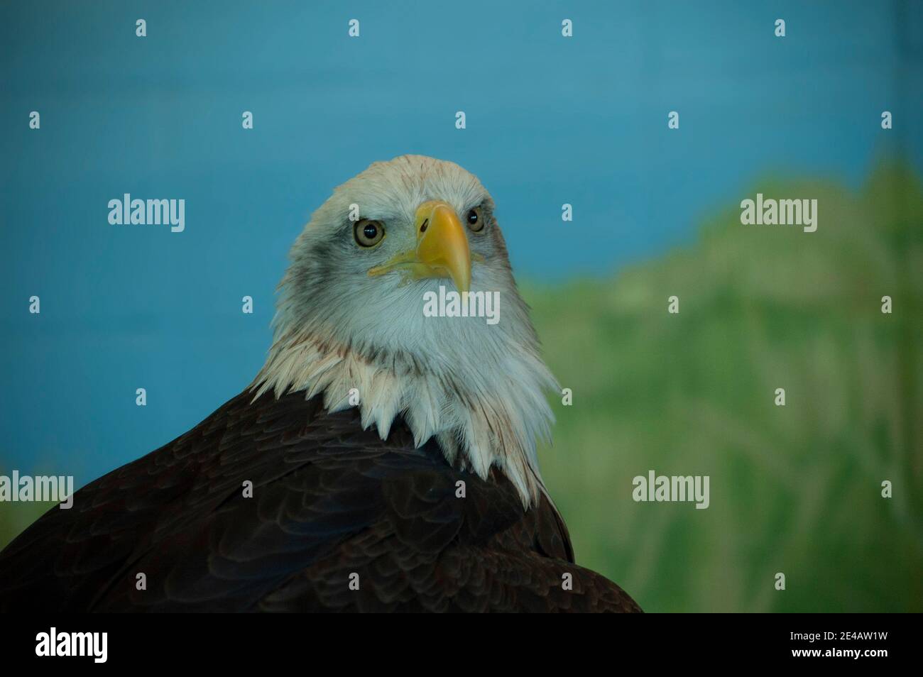 Bald Eagle Head Shot Stock Photo - Alamy