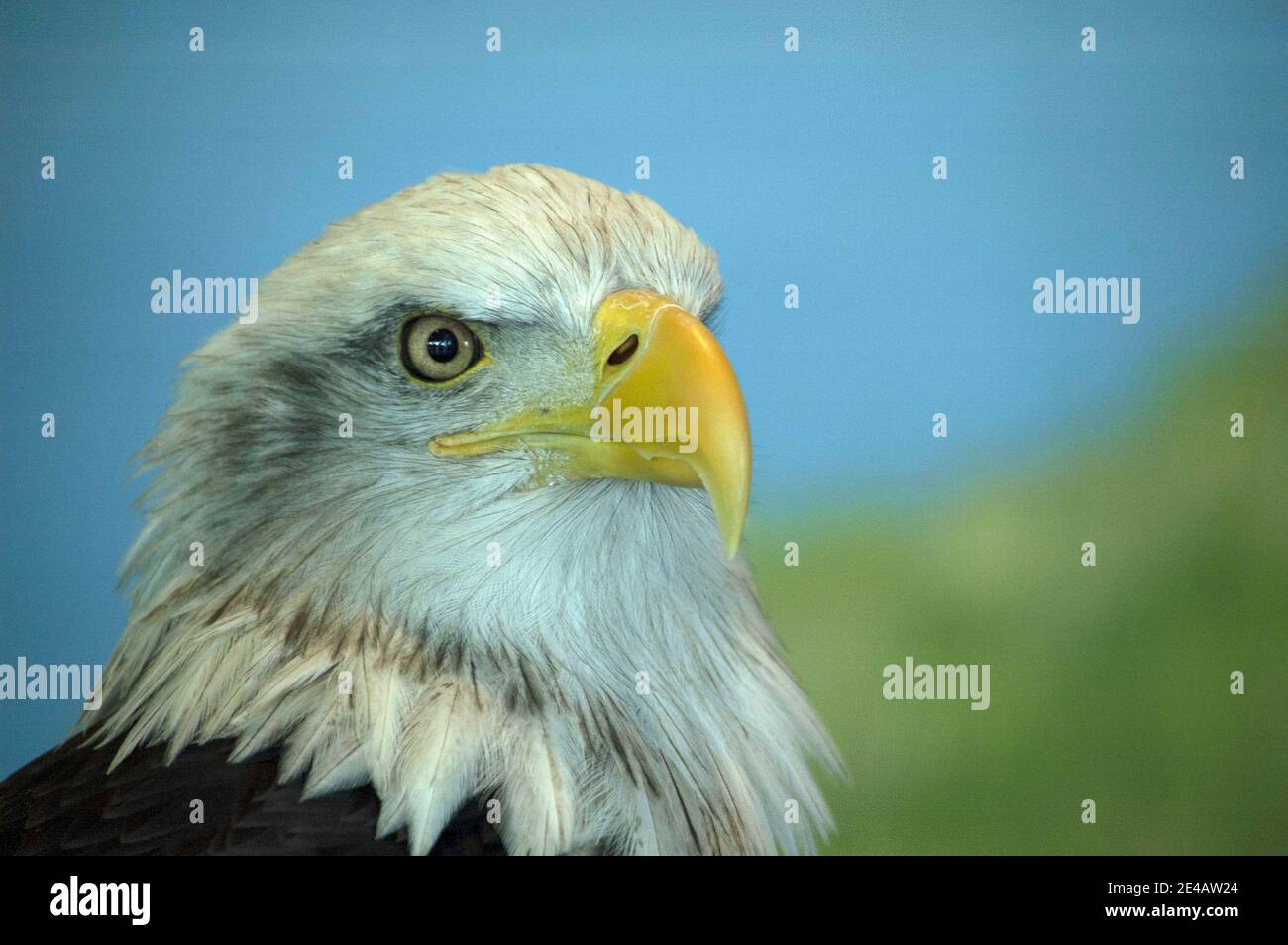 Bald Eagle Head Shot Stock Photo - Alamy
