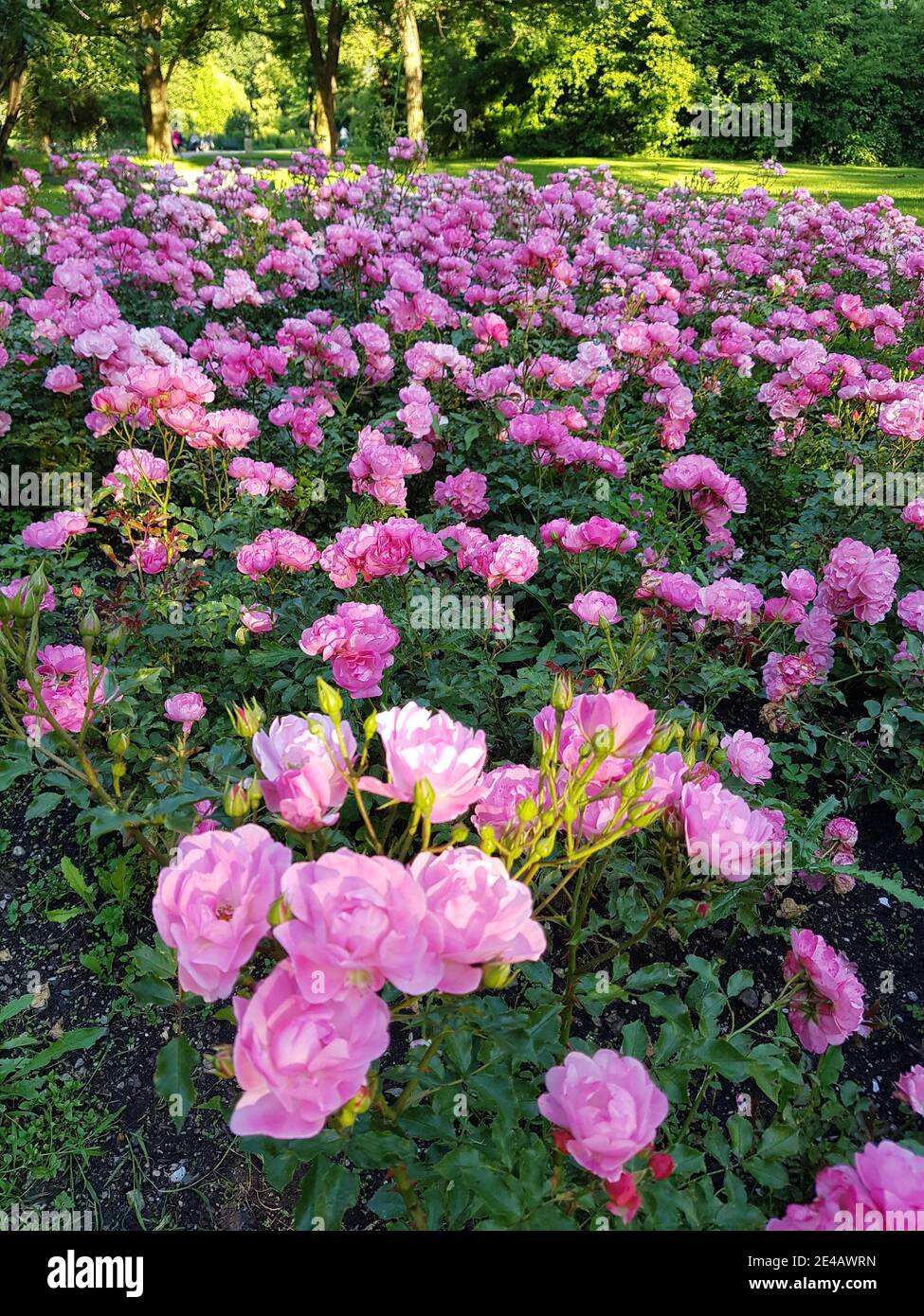 Rose bed hi-res stock photography and images - Alamy