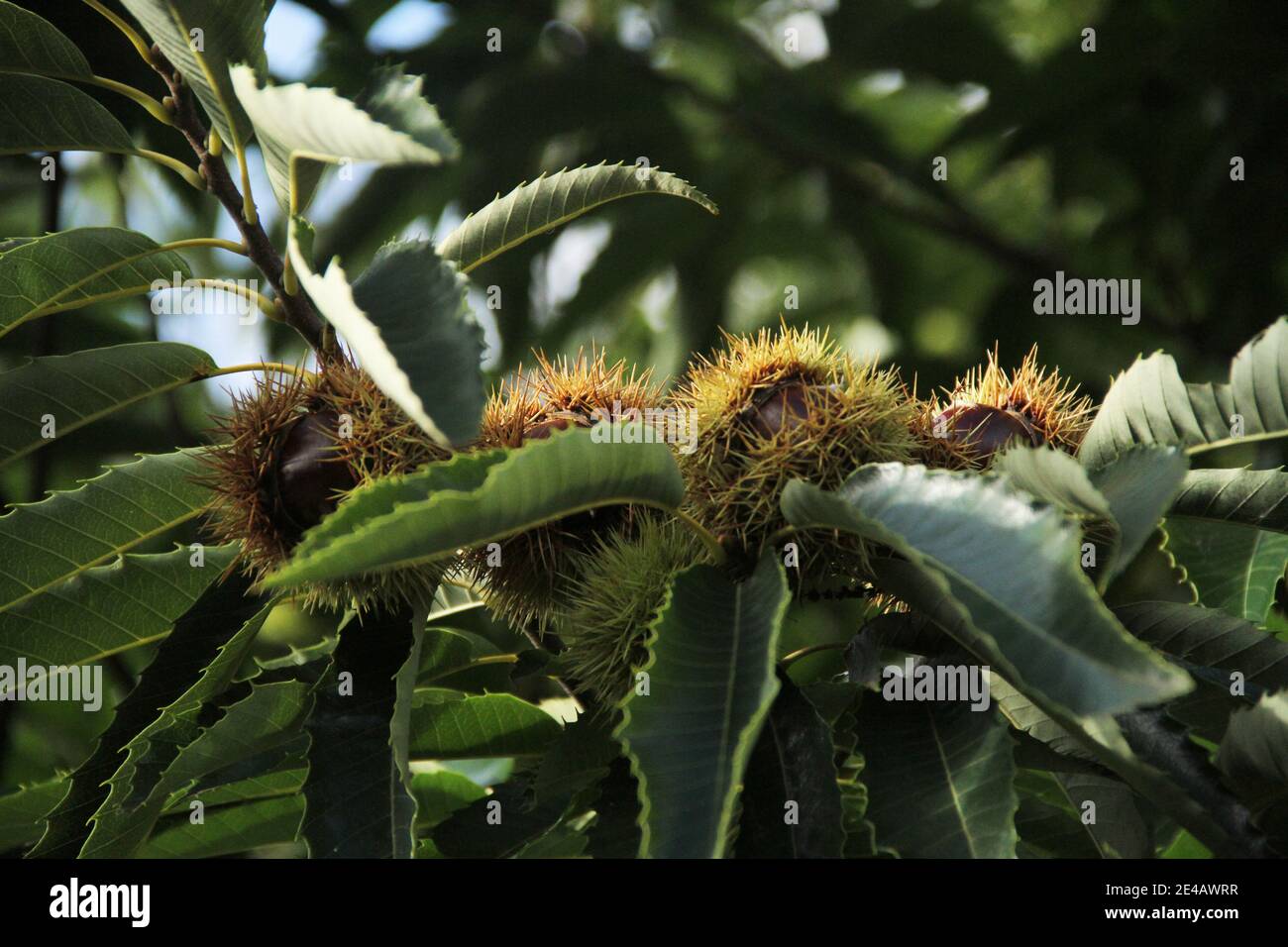 Castanea sativa, sweet chestnut, Spanish chestnut or just chestnut ...