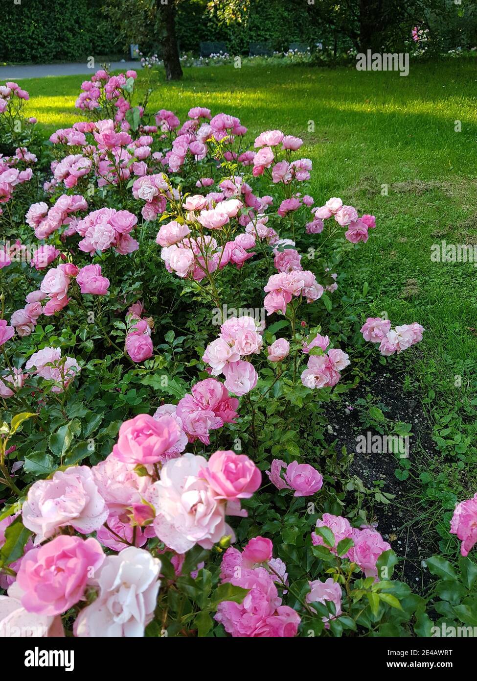 Rose bed hi-res stock photography and images - Alamy