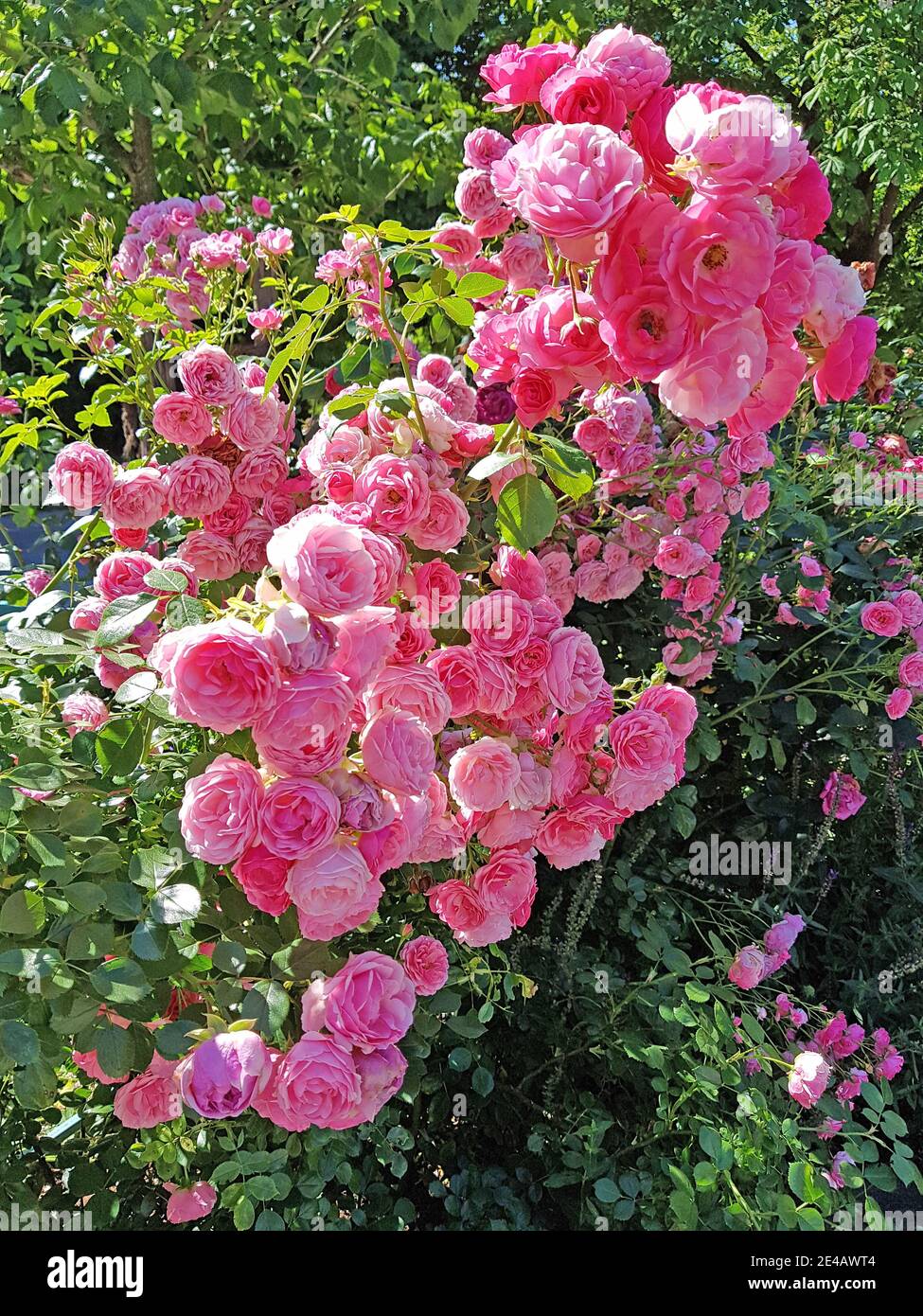 Lush rose bush in the garden Stock Photo - Alamy