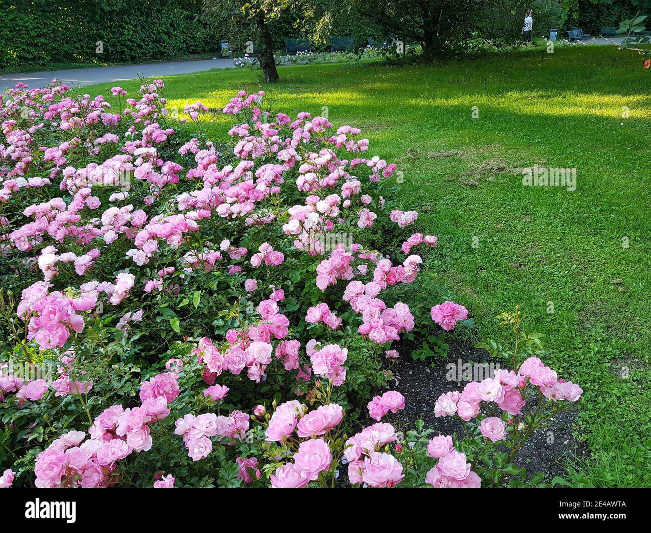 Rose bed hi-res stock photography and images - Alamy