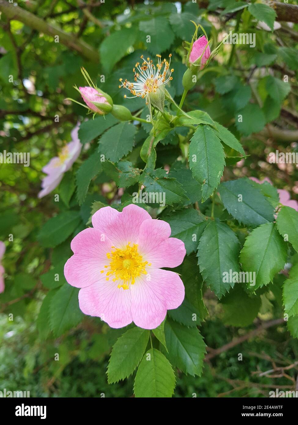 Ros hi-res stock photography and images - Alamy