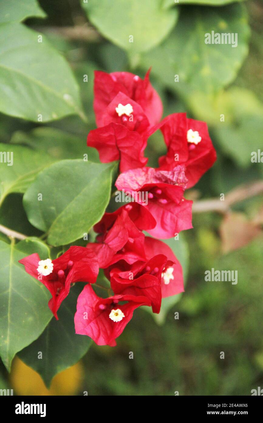Red Bougainvillea flower, São Paulo, Brazil Stock Photo - Alamy