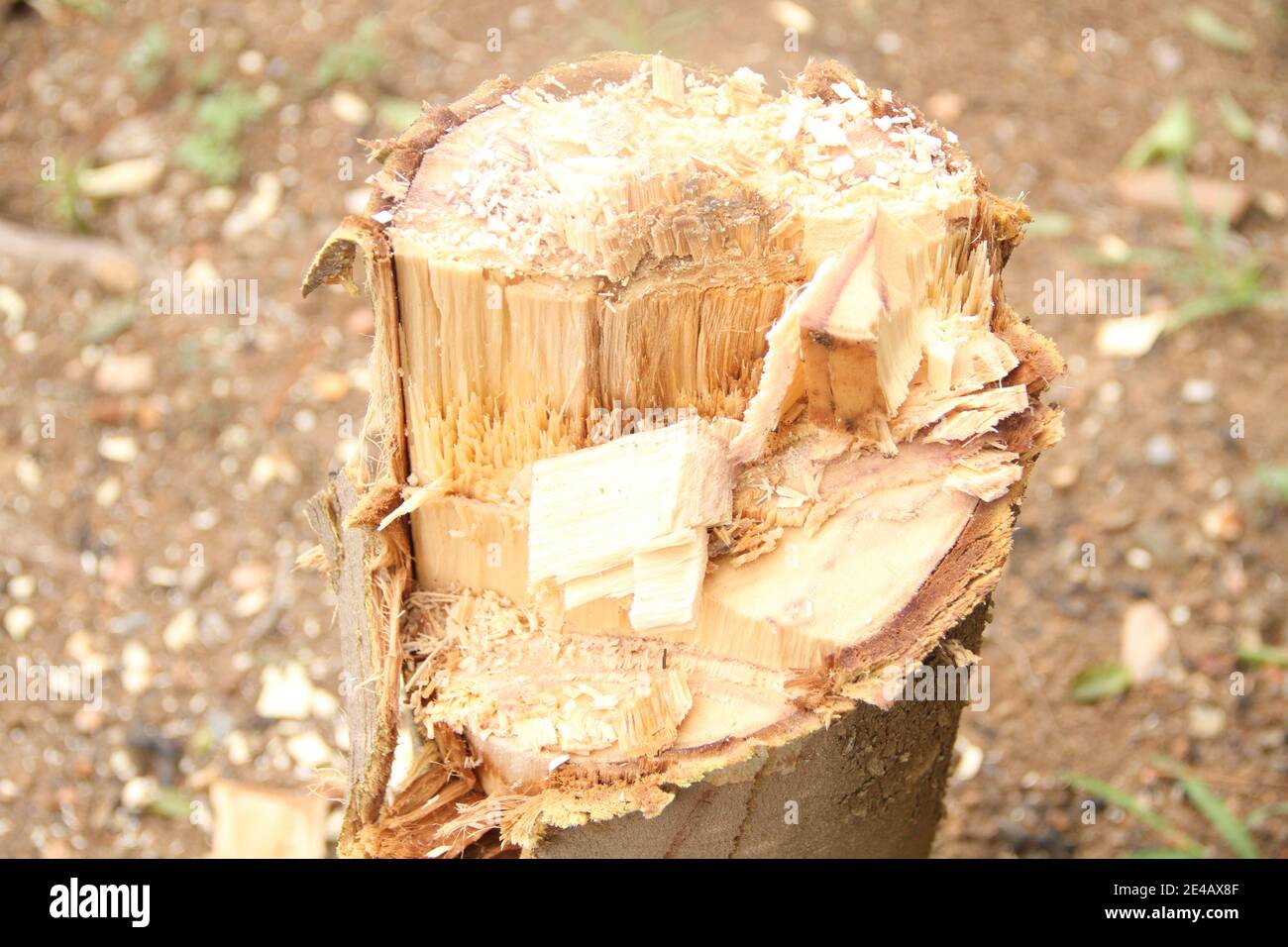 Tree trunk cutted, São Paulo, Brazil Stock Photo - Alamy