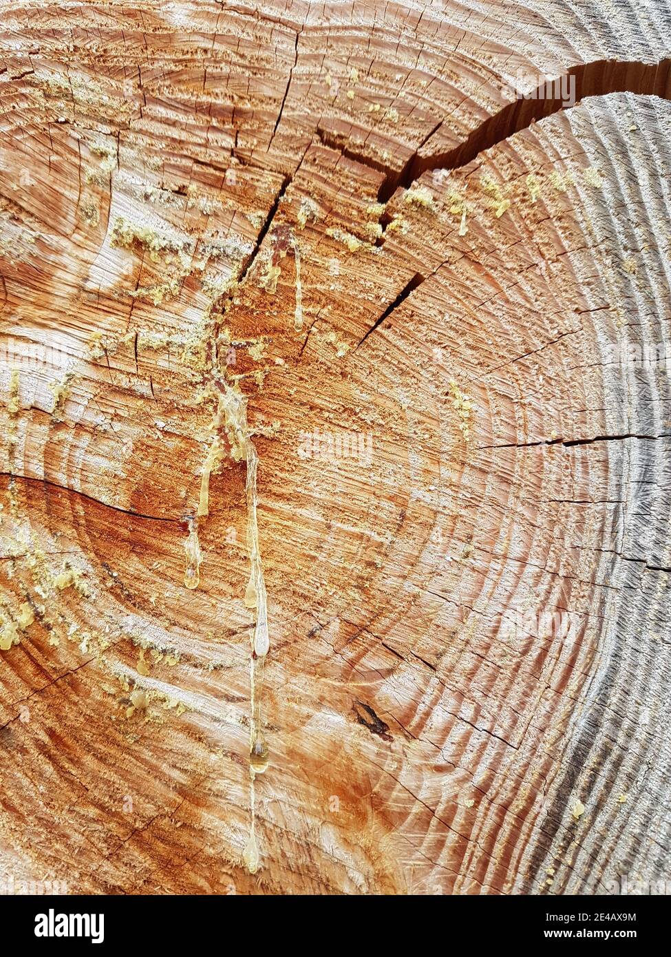 Wood stump with resin Stock Photo - Alamy