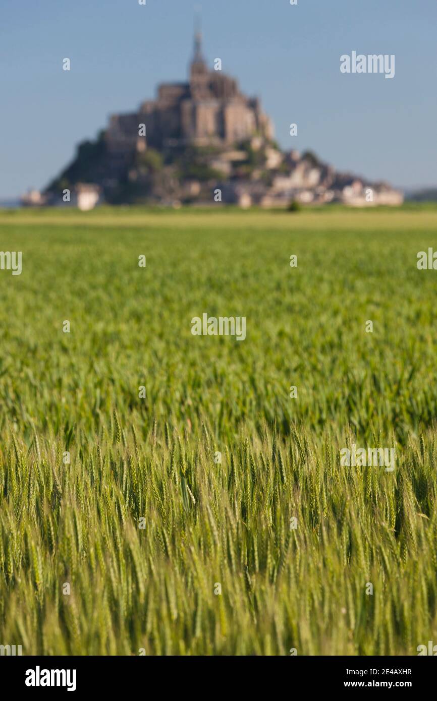 Grass in field with Mont Saint-Michel in the background, Manche ...