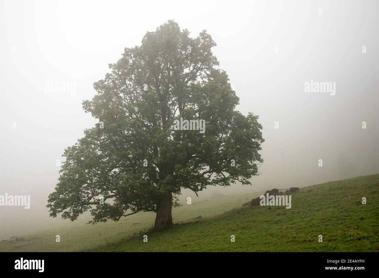 Sycamore maple hi-res stock photography and images - Alamy