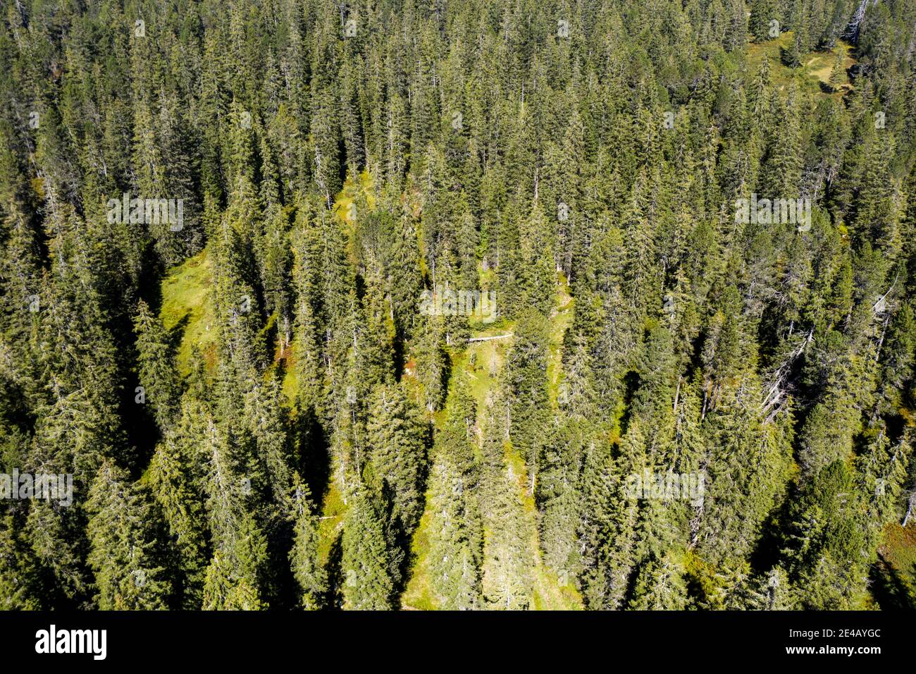 Unspoiled forest hi-res stock photography and images - Alamy