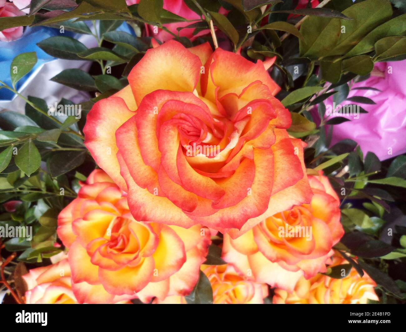 Colored roses bunch bouquet over white copyspace, São Paulo, Brazil ...