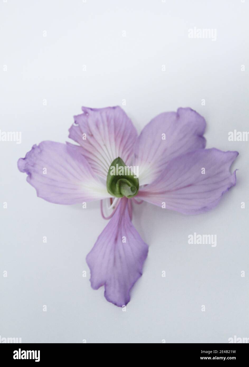 Pink flower over white background, São Paulo, Brazil Stock Photo - Alamy