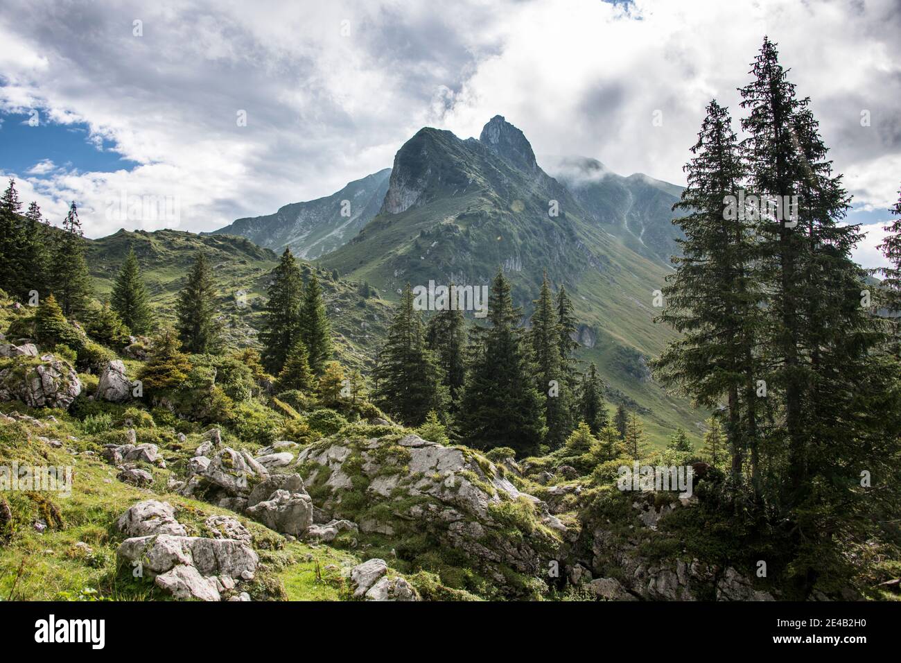 Trees single hi-res stock photography and images - Alamy