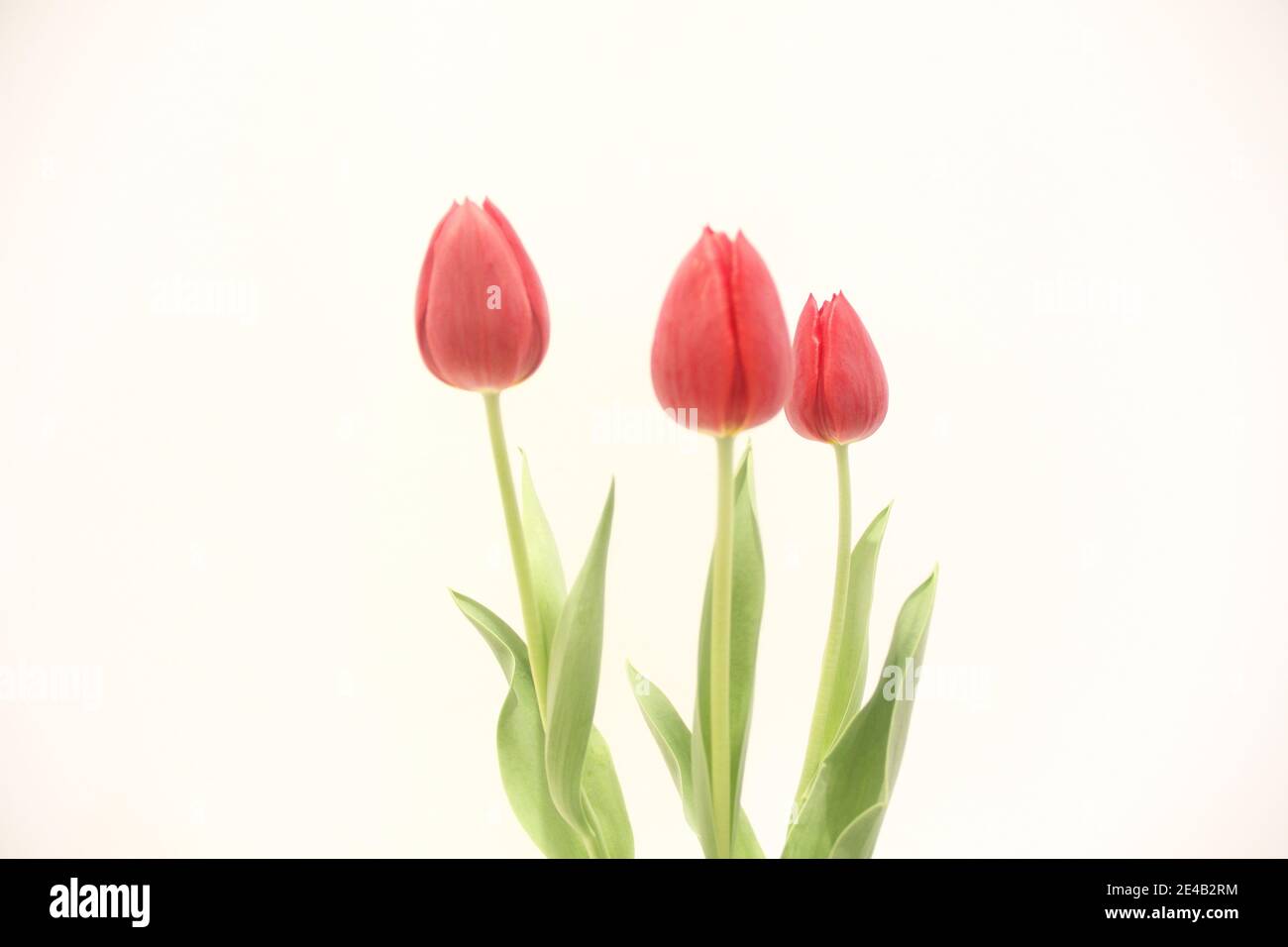 Three red tulips flower, São Paulo, Brazil Stock Photo - Alamy