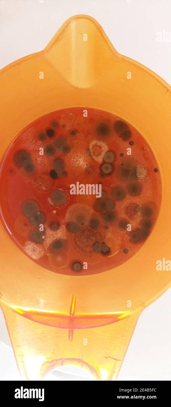 Tea mold in a jar in white background, São Paulo, Brazil Stock Photo ...