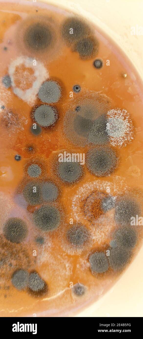 Tea mold in a jar in white background, São Paulo, Brazil Stock Photo ...