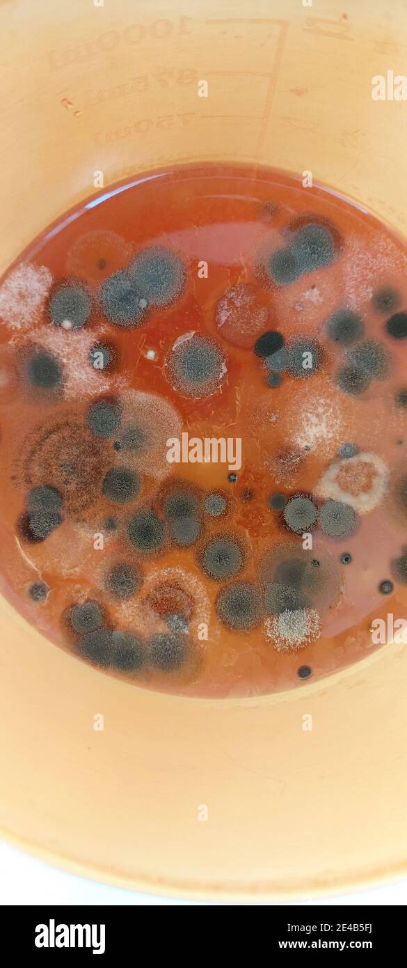 Tea mold in a jar in white background, São Paulo, Brazil Stock Photo ...