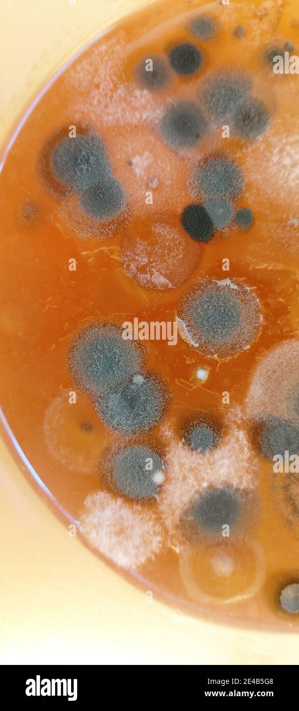 Tea mold in a jar in white background, São Paulo, Brazil Stock Photo ...