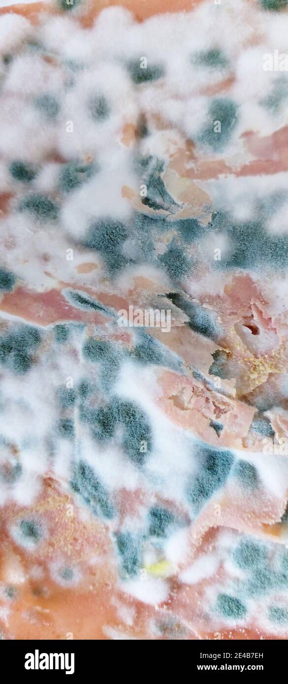 Fungus and mold on Mortadella, background, São Paulo, Brazil Stock ...