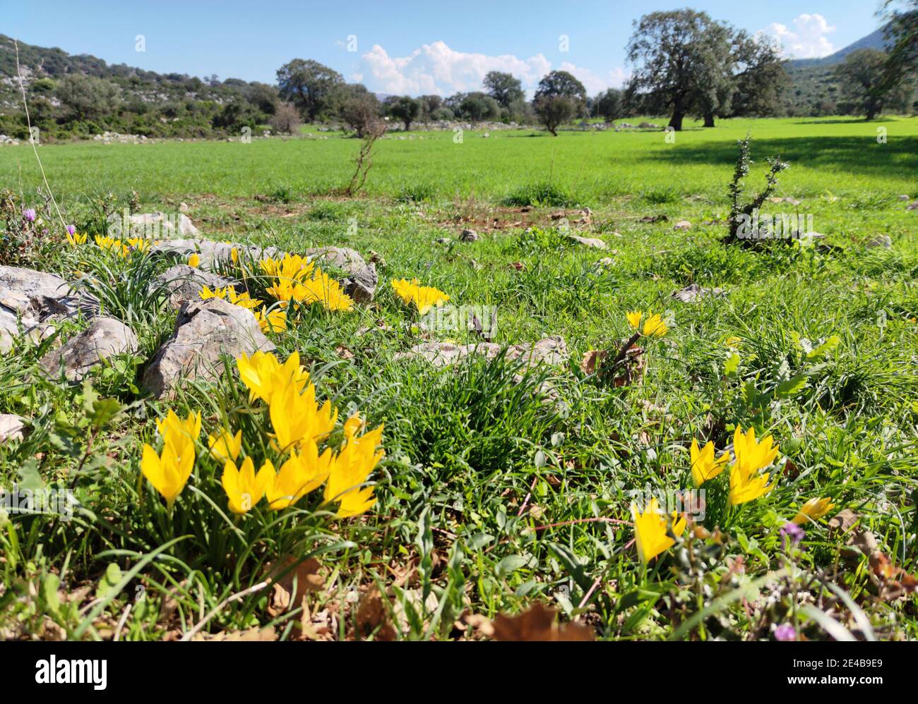 Crocus flavus and species hi-res stock photography and images - Alamy