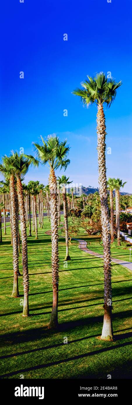 Palm trees near the beach, Santa Barbara, California, USA Stock Photo ...