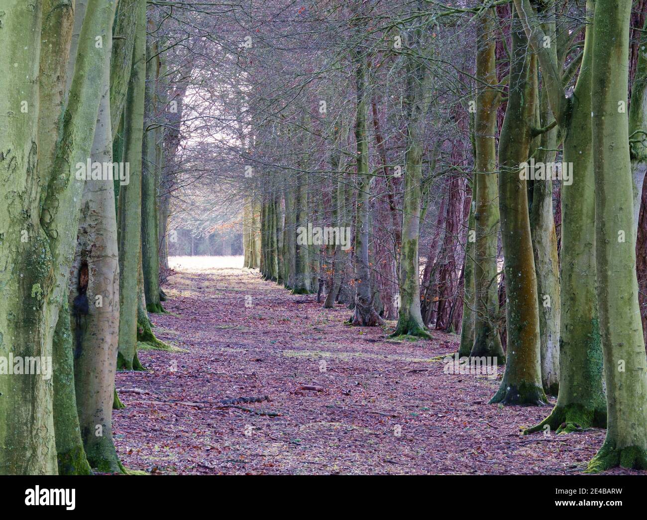 Tree Boulevard High Resolution Stock Photography and Images - Alamy