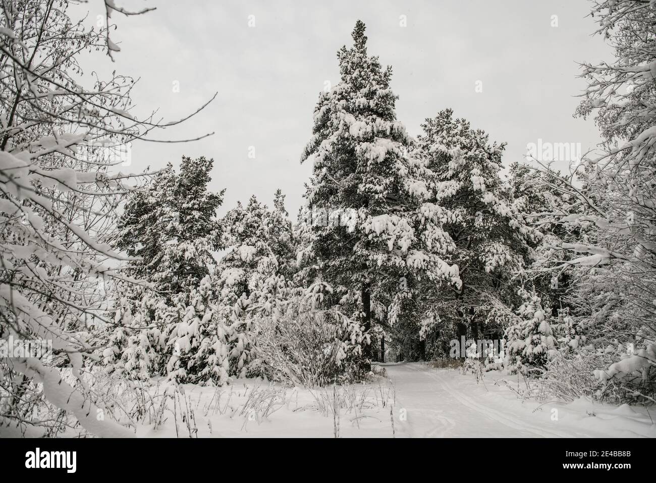 A snow-covered forest covered with a thick layer of snow with a ski ...