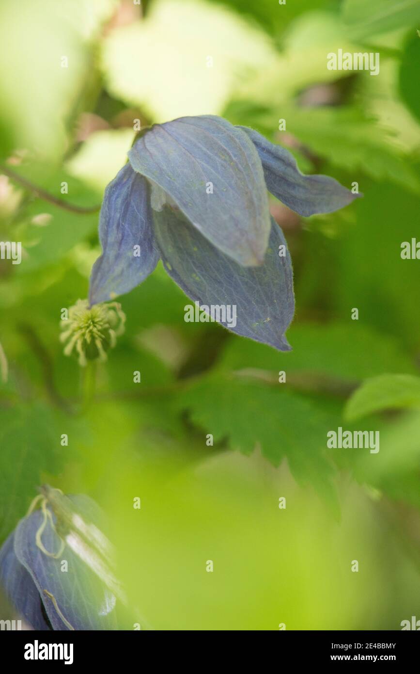 blue native alpine clematis Stock Photo - Alamy