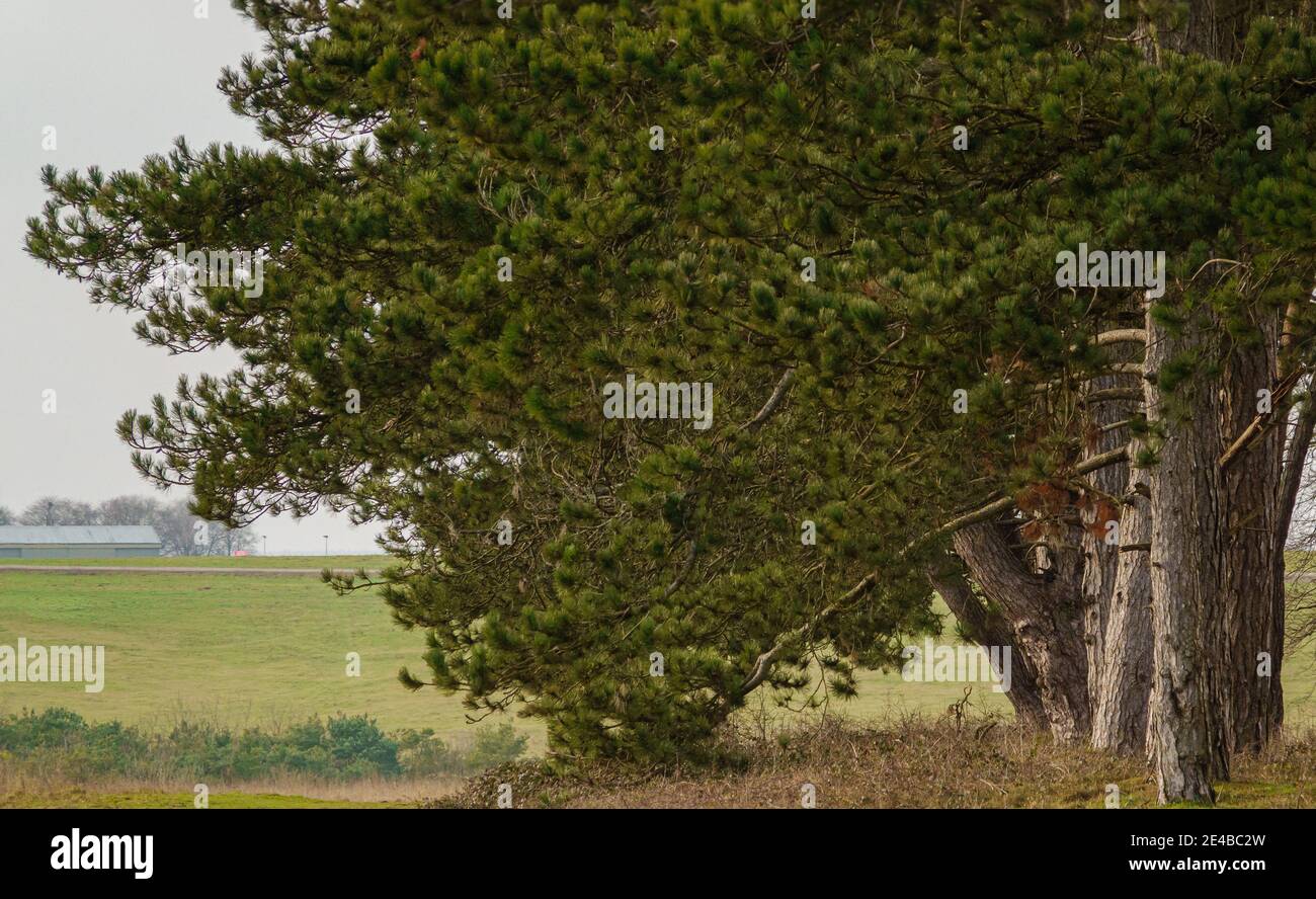 Draping trees hi-res stock photography and images - Alamy
