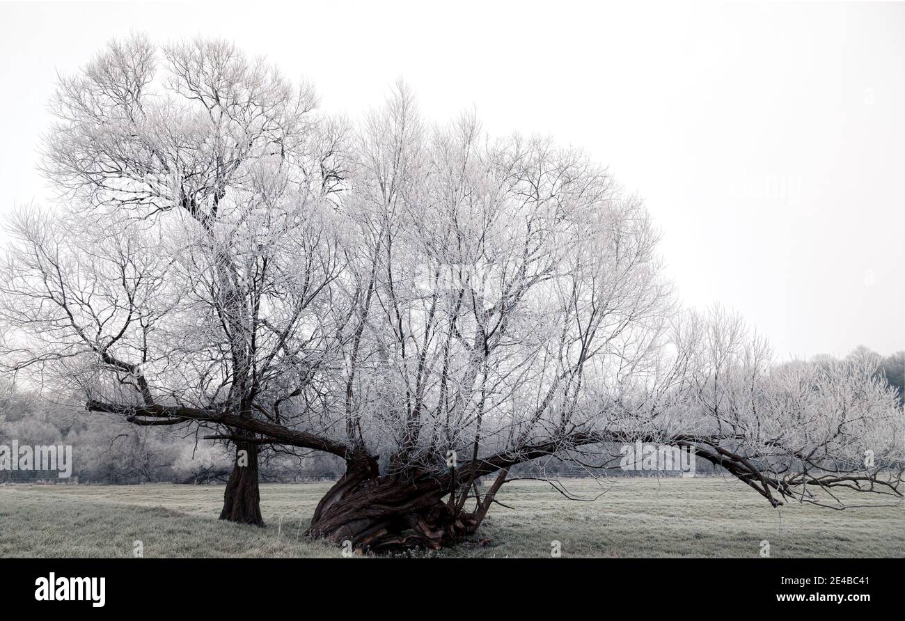 Tree roots snow hi-res stock photography and images - Alamy
