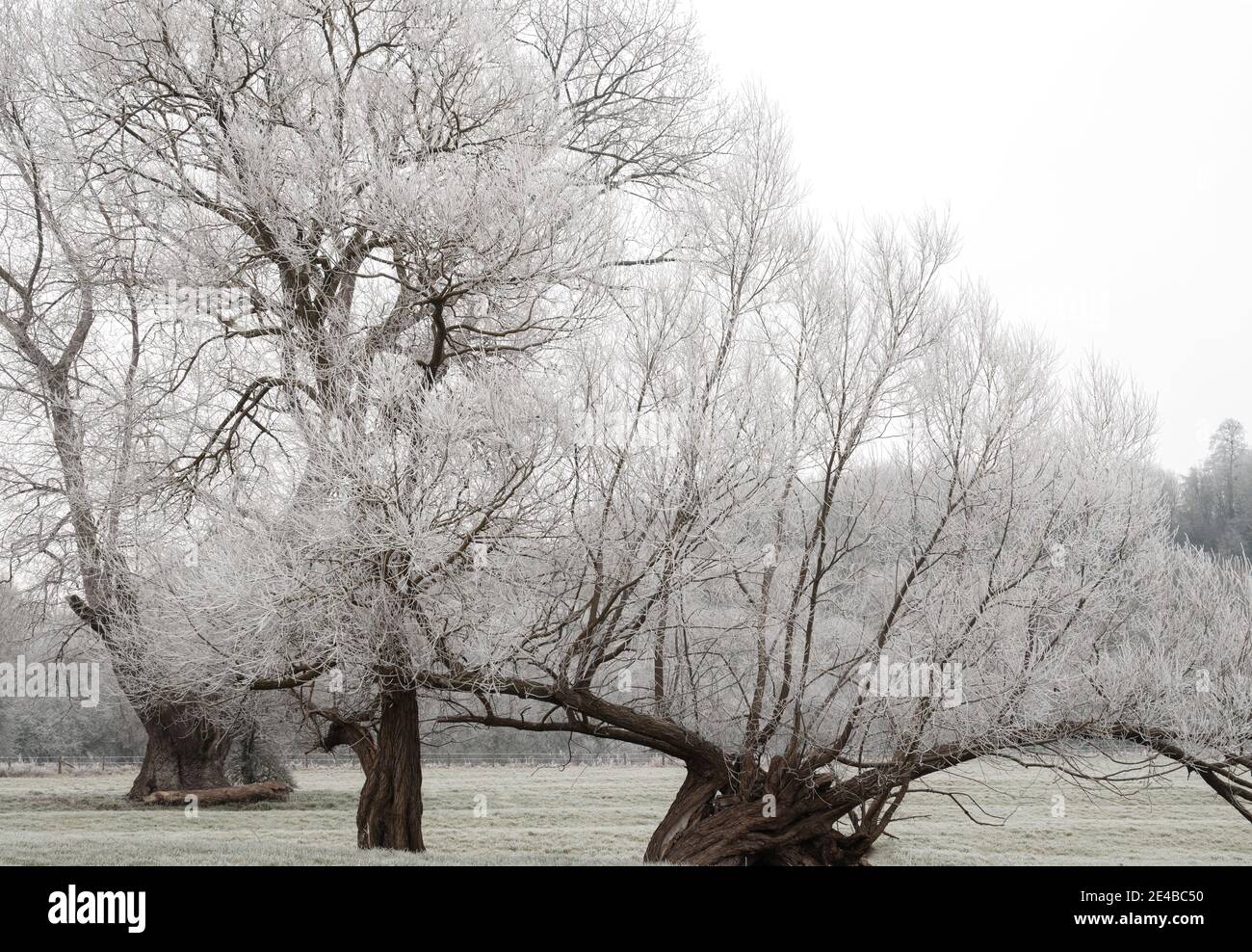 Oak trees in mist snow hi-res stock photography and images - Alamy